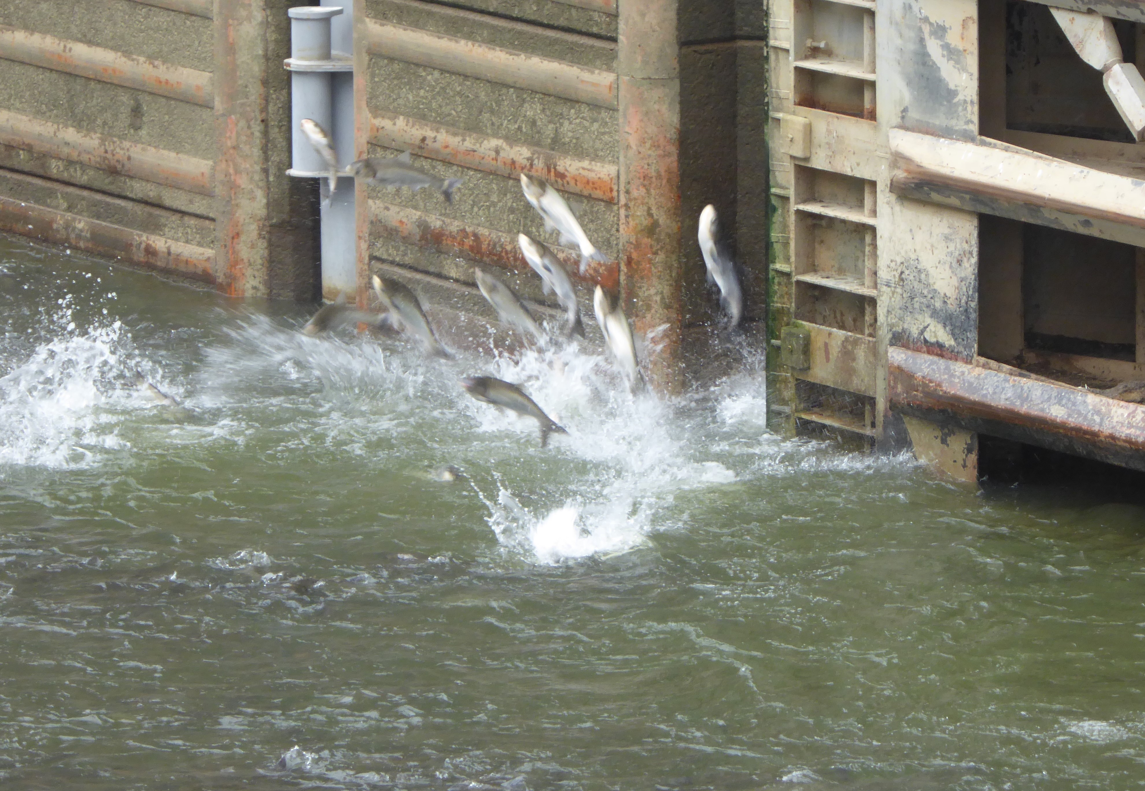 Invasive Carp Fight Continues with ‘Modified Unified Approach’ for ...